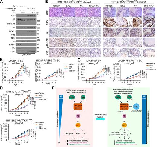 TMPRSS2-ERG Controls Luminal Epithelial Lineage and Antiandrogen ...