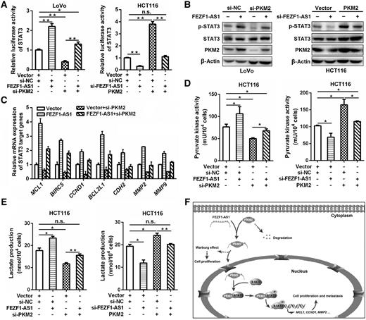 LncRNA–FEZF1-AS1 Promotes Tumor Proliferation and Metastasis in ...