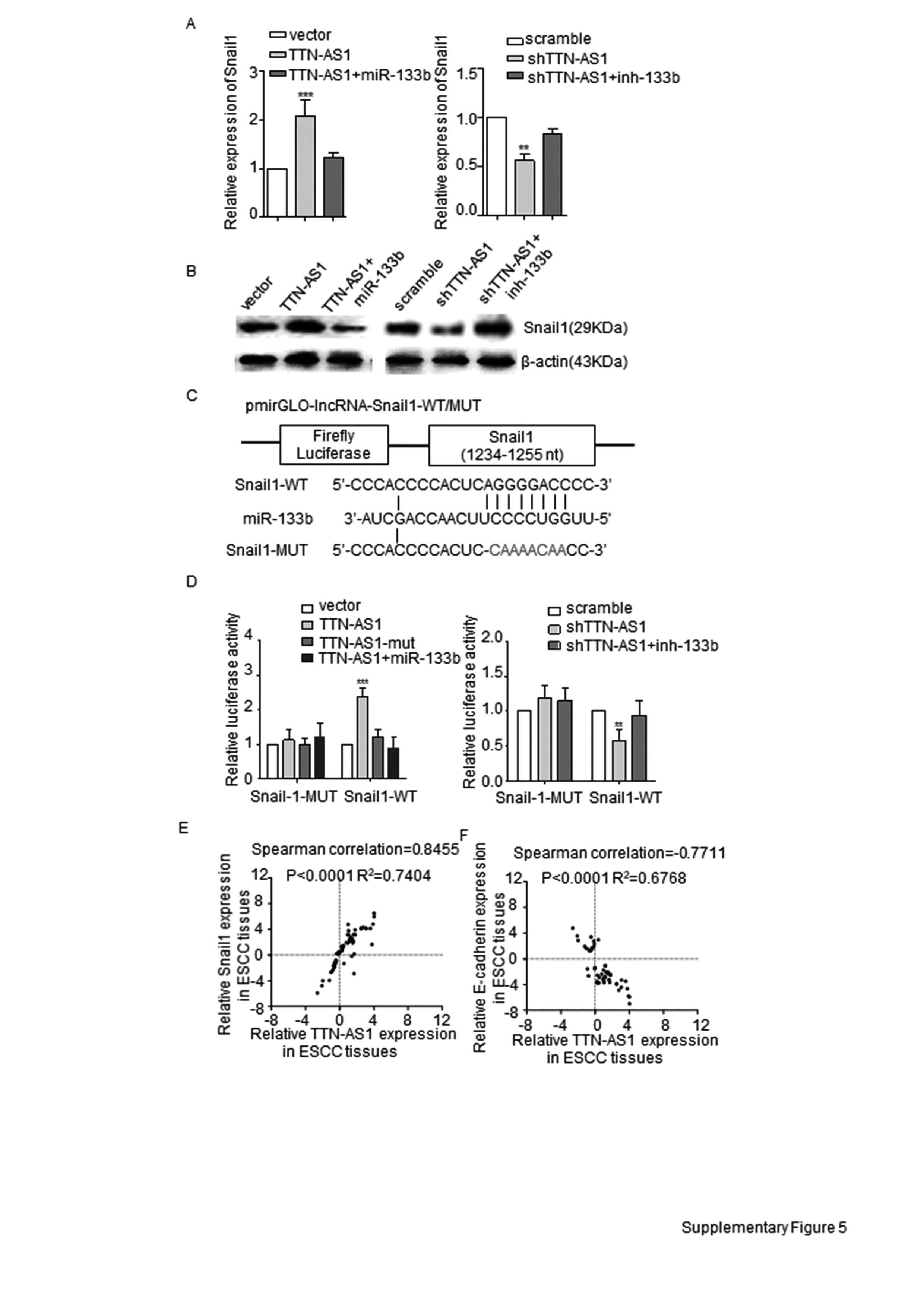 Functional Role of a Novel Long Noncoding RNA TTN-AS1 in Esophageal ...