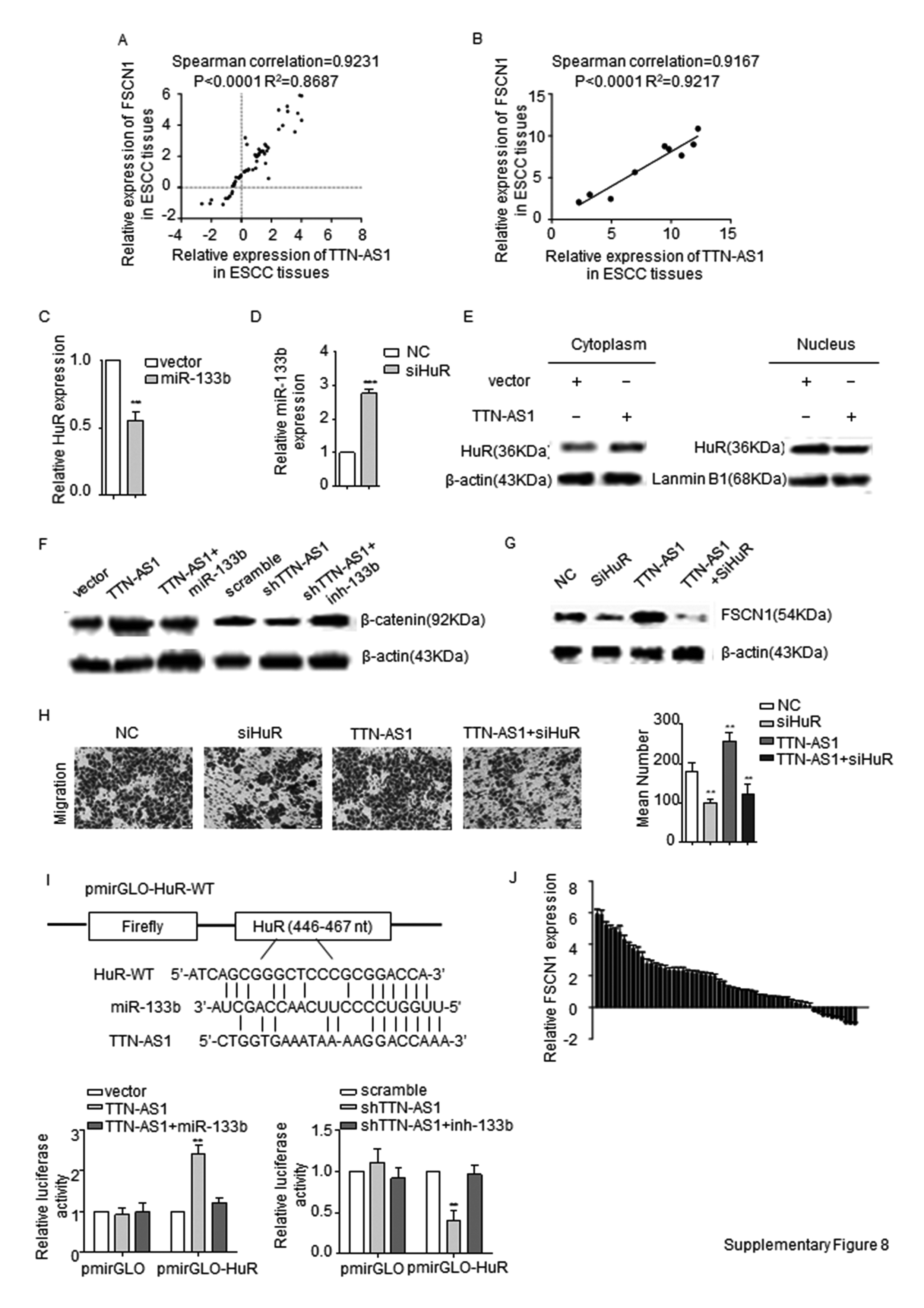 Functional Role of a Novel Long Noncoding RNA TTN-AS1 in Esophageal ...