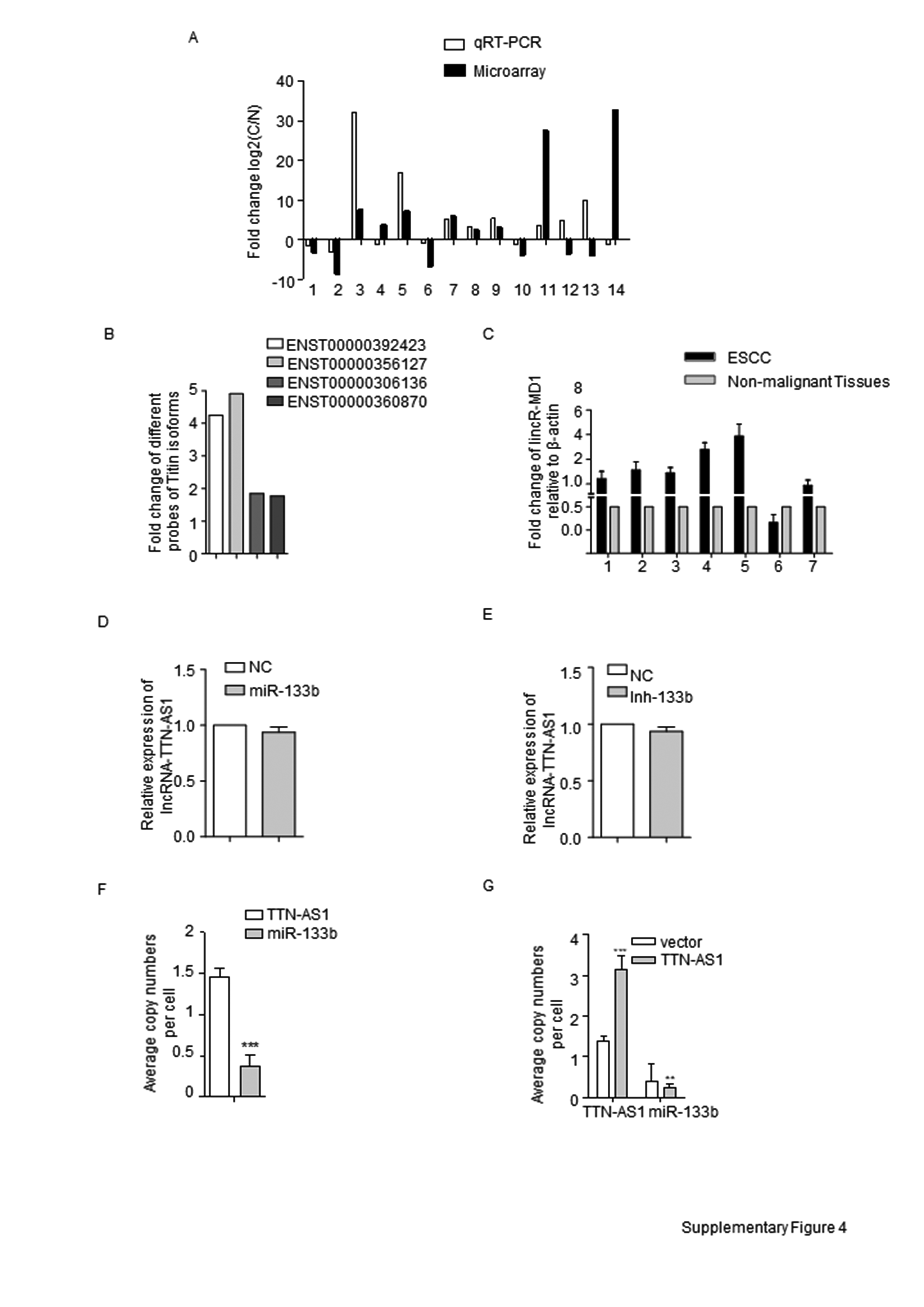 Functional Role of a Novel Long Noncoding RNA TTN-AS1 in Esophageal ...