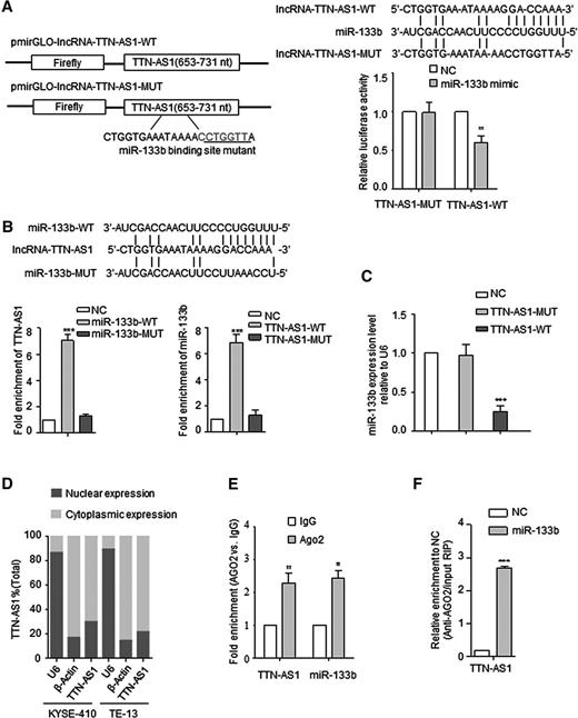Functional Role of a Novel Long Noncoding RNA TTN-AS1 in Esophageal ...