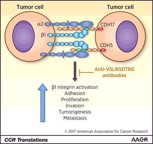 Targeting CDH17 in Cancer: When Blocking the Ligand Beats Blocking the ...