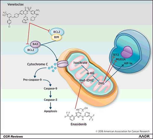 Targeting the IDH2 Pathway in Acute Myeloid Leukemia | Clinical Cancer ...