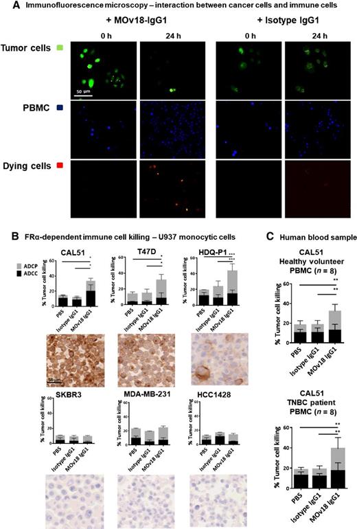 Anti-Folate Receptor Alpha–Directed Antibody Therapies Restrict the ...