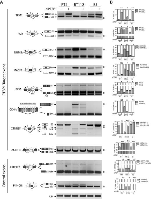 The Splicing Factor PTBP1 Promotes Expression of Oncogenic Splice ...
