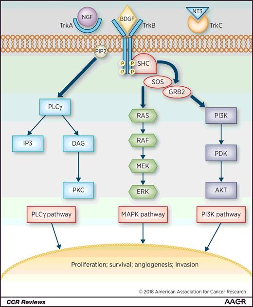 Emerging Targeted Therapy for Tumors with NTRK Fusion Proteins ...