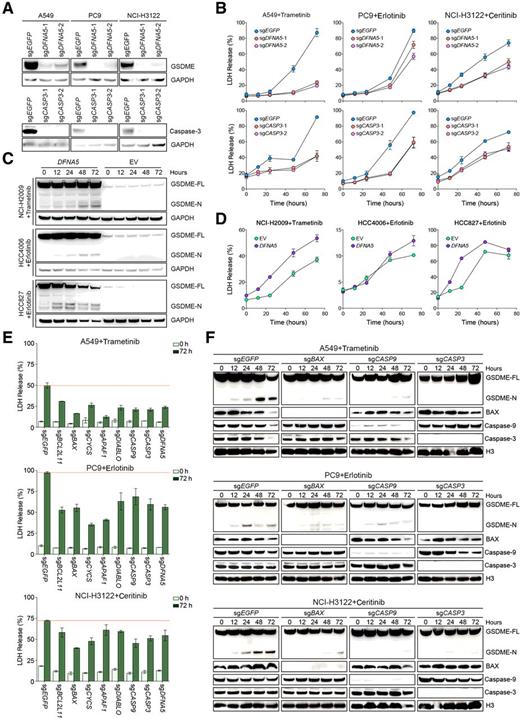 Molecular Targeted Therapies Elicit Concurrent Apoptotic and GSDME ...