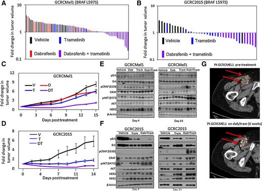 Dual MAPK Inhibition Is an Effective Therapeutic Strategy for a Subset ...