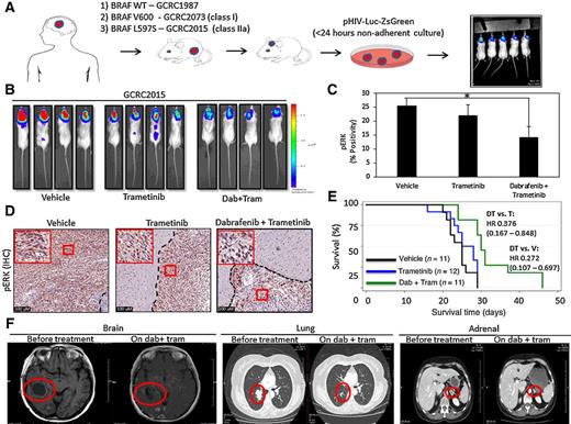 Dual MAPK Inhibition Is an Effective Therapeutic Strategy for a Subset ...