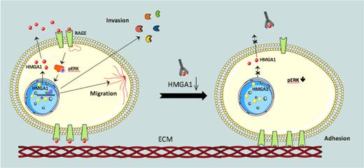 Extracellular HMGA1 Promotes Tumor Invasion and Metastasis in Triple ...