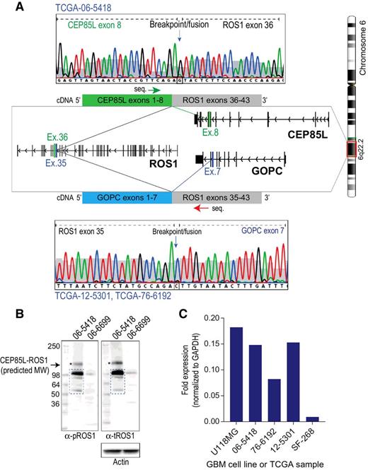 Rare but Recurrent ROS1 Fusions Resulting From Chromosome 6q22 ...
