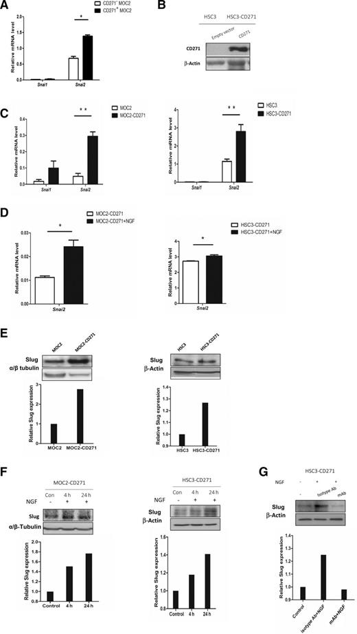 CD271 Confers an Invasive and Metastatic Phenotype of Head and Neck ...
