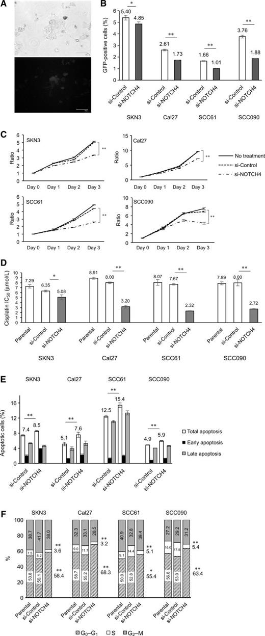The NOTCH4–HEY1 Pathway Induces Epithelial–Mesenchymal Transition in ...
