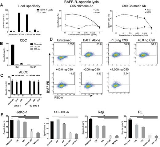 Novel BAFF-Receptor Antibody to Natively Folded Recombinant Protein ...