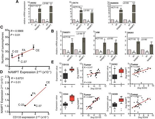 NAMPT Is a Potent Oncogene in Colon Cancer Progression that Modulates ...