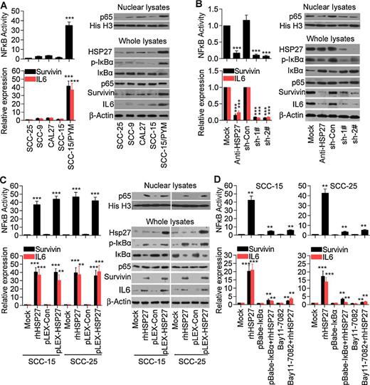 HSP27-Mediated Extracellular and Intracellular Signaling Pathways ...