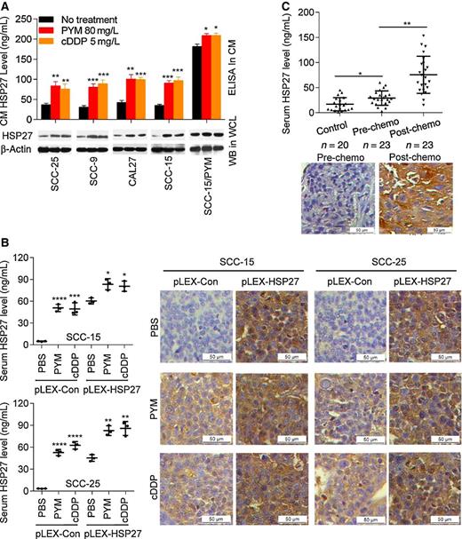 HSP27-Mediated Extracellular and Intracellular Signaling Pathways ...