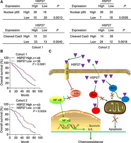 HSP27-Mediated Extracellular and Intracellular Signaling Pathways ...
