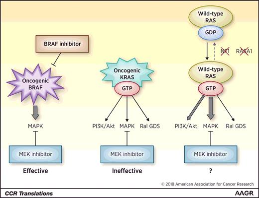 RASA1/NF1-Mutant Lung Cancer: Racing to the Clinic? | Clinical Cancer ...