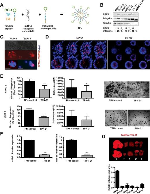 Personalized RNA Medicine for Pancreatic Cancer | Clinical Cancer ...
