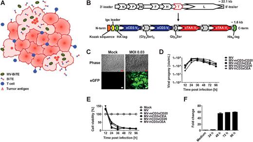 Targeted BiTE Expression by an Oncolytic Vector Augments Therapeutic ...