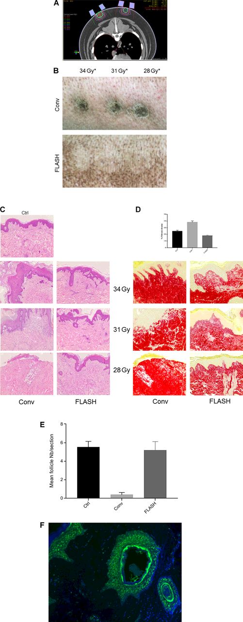 The Advantage of FLASH Radiotherapy Confirmed in Mini-pig and Cat ...