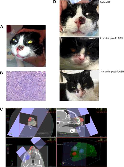 The Advantage of FLASH Radiotherapy Confirmed in Mini-pig and Cat ...