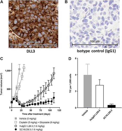 Transcriptomic and Protein Analysis of Small-cell Bladder Cancer (SCBC ...