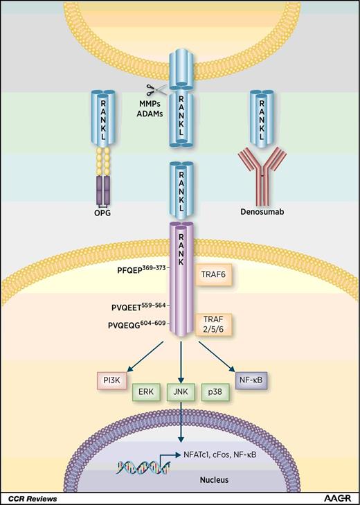 Role of the RANK/RANKL Pathway in Multiple Myeloma | Clinical Cancer ...