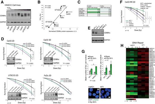 The CD98 Heavy Chain Is a Marker and Regulator of Head and Neck Squamous Cell Carcinoma ...