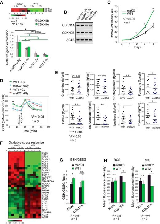 The CD98 Heavy Chain Is a Marker and Regulator of Head and Neck Squamous Cell Carcinoma ...