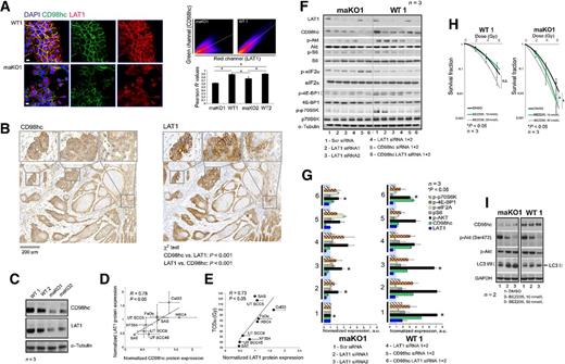 The CD98 Heavy Chain Is a Marker and Regulator of Head and Neck Squamous Cell Carcinoma ...