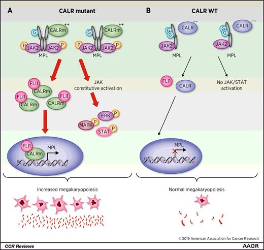 Unfolding the Role of Calreticulin in Myeloproliferative Neoplasm ...