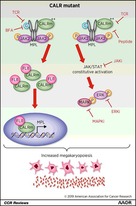 Unfolding the Role of Calreticulin in Myeloproliferative Neoplasm ...