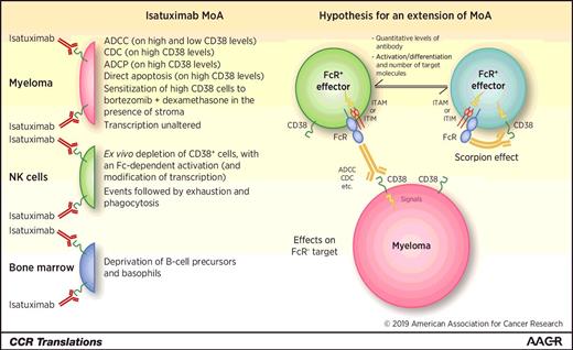 Mechanism of Action of a New Anti-CD38 Antibody: Enhancing Myeloma ...