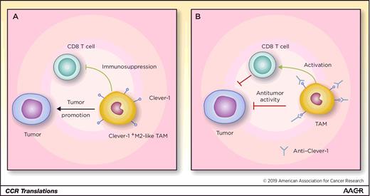 One Clever Macrophage Checkpoint | Clinical Cancer Research | American ...