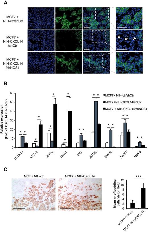 A Novel ACKR2-Dependent Role of Fibroblast-Derived CXCL14 in Epithelial ...