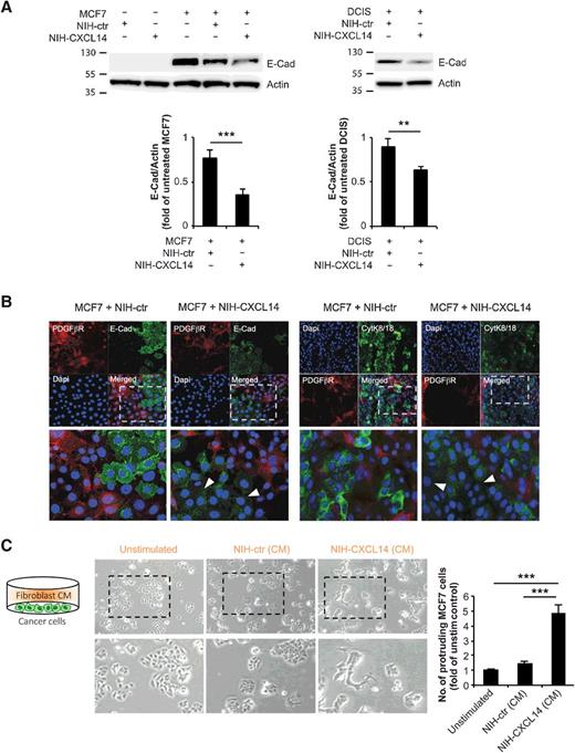 A Novel ACKR2-Dependent Role of Fibroblast-Derived CXCL14 in Epithelial ...