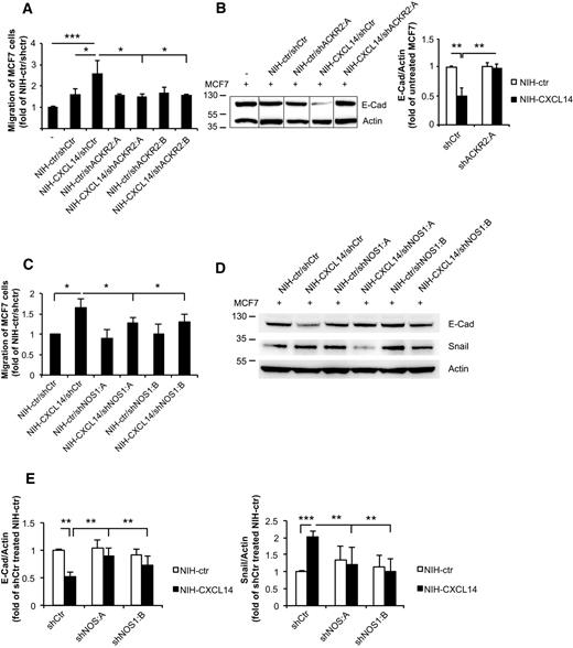 A Novel ACKR2-Dependent Role of Fibroblast-Derived CXCL14 in Epithelial ...