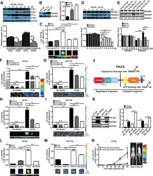 The Caspase-3/PKCδ/Akt/VEGF-A Signaling Pathway Mediates Tumor ...
