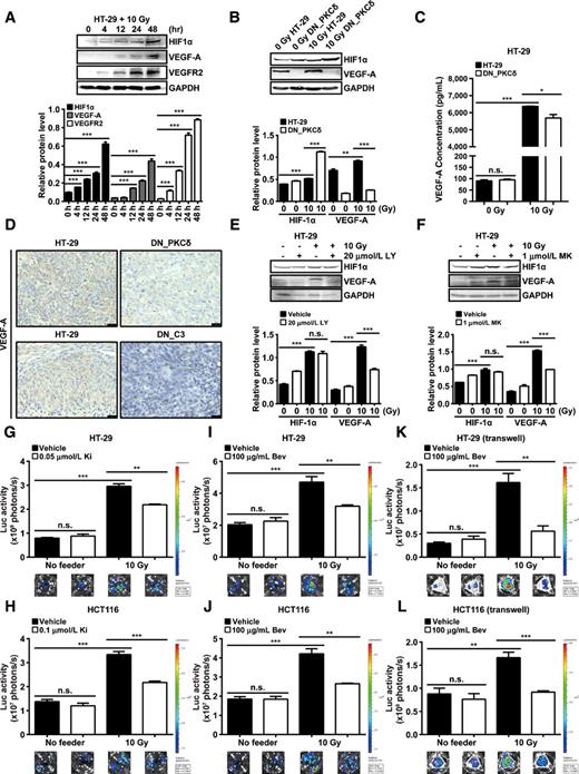 The Caspase-3/PKCδ/Akt/VEGF-A Signaling Pathway Mediates Tumor ...