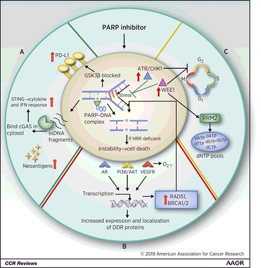 PARP Inhibitors: Extending Benefit Beyond BRCA-Mutant Cancers ...