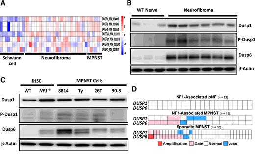 Targeted Inhibition of the Dual Specificity Phosphatases DUSP1 and ...