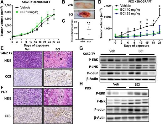 Targeted Inhibition of the Dual Specificity Phosphatases DUSP1 and ...