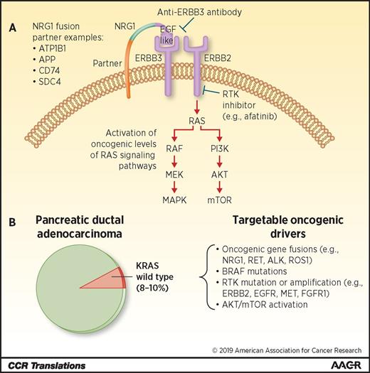 Oncogenic NRG1 Fusions: A New Hope for Targeted Therapy in Pancreatic ...
