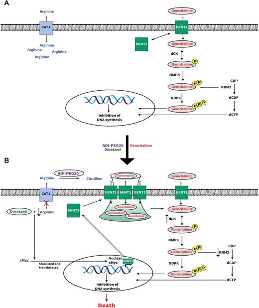 Arginine Starvation and Docetaxel Induce c-Myc–Driven hENT1 Surface ...