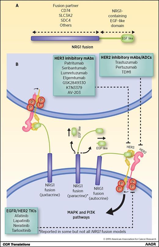 Detection of NRG1 Fusions in Solid Tumors: Rare Gold? | Clinical Cancer Research | American ...