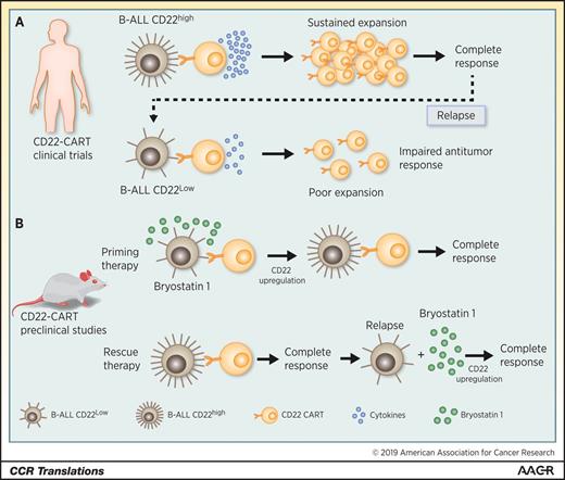 Immobilizing A Moving Target: CAR T Cells Hit CD22 | Clinical Cancer ...