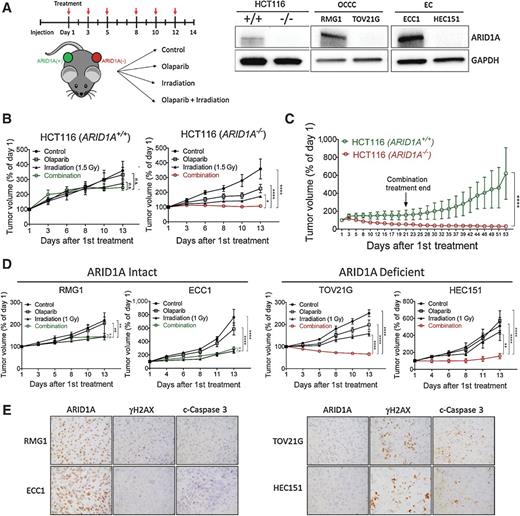 Loss of ARID1A in Tumor Cells Renders Selective Vulnerability to ...